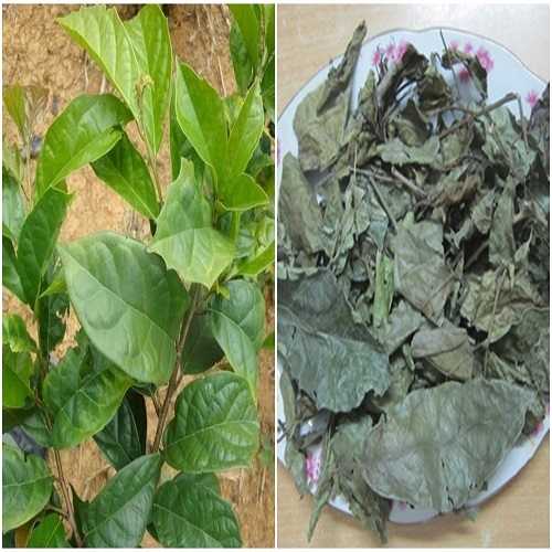 1️⃣ Địa Chỉ Bán Cây Xạ Đen Khô Tại Nha Trang Bổ Thận?